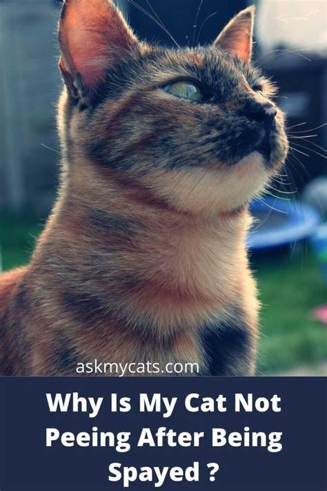 Why Is My Cat Not Urinating After Being Spayed