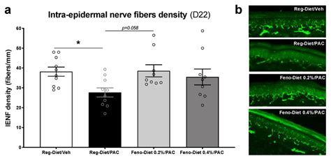 Fenofibrate Diet Mitigates The Reduction In Intra Epidermal Nerve Fiber