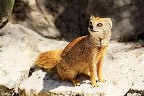 La Ménagerie le zoo du Jardin des Plantes Mangouste jaune Visites guidees