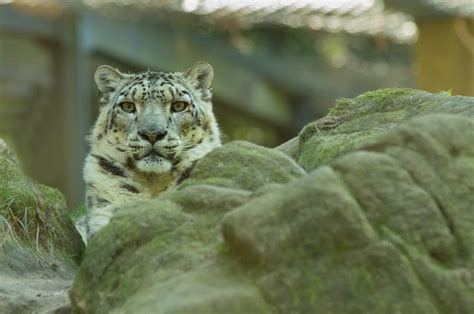 표범 스노우 레오 파 드 고양이 같은 Pixabay의 무료 사진