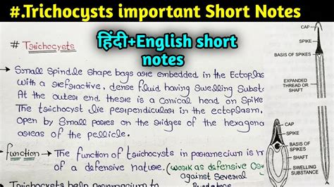 Trichocysts In Paramecium Short Notes Hindi English Short Notes