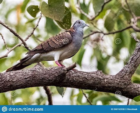 Bar Shouldered Dove Stock Photo Image Of Geopelia Territory