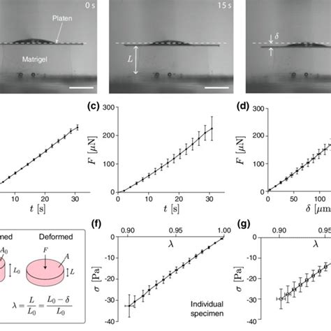 Unconfined Compression Tests Of Cylindrical Matrigel Specimens A Download Scientific Diagram