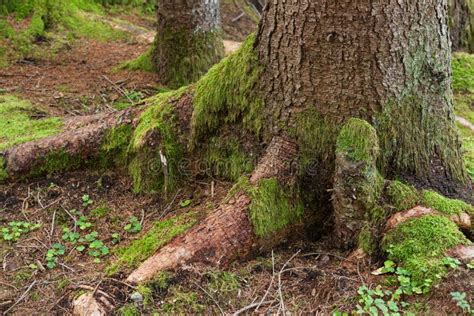 Tree Trunk With Green Moss Stock Photo Image Of Stem 27033492