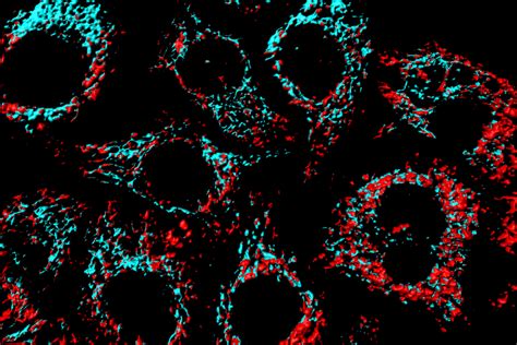 New Nanoblade More Effectively Allows Engineered Mitochondria To Be