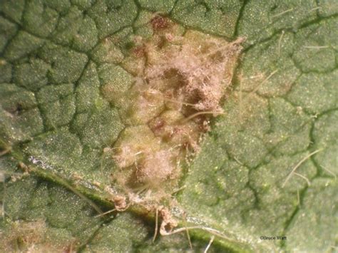 Soybean Downy Mildew Cooperative Extension Insect Pests Ticks And