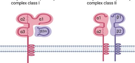 Figure 1 From Polymorphism Of Hla And Susceptibility Of Breast Cancer