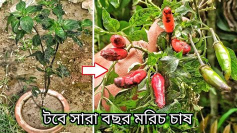 টবে মরিচ চাষ পদ্ধতি How To Chili Cultivation At Home Omerfaruk Agro