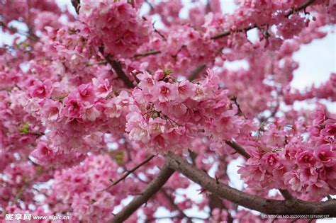 樱花摄影图 花草 生物世界 摄影图库 昵图网