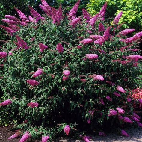 Liliac De Vara Roz Buddleja Dav Pink Delight Ghiveci