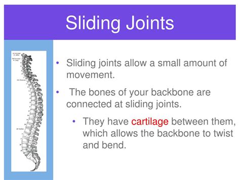 ppt human joints powerpoint presentation free download id 1400633