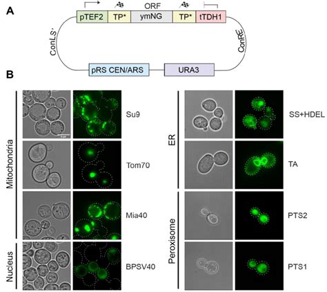 Targeting Sequences Direct Gfp To Different Intracellular Download