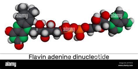 Flavin Adenine Dinucleotide Fad Molecule Essential Redox Active