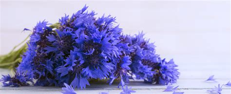 밝은 나무 테이블 배경에 신선한 옥수수 꽃다발 선택적 초점 텍스트 배치 수레국화에 대한 스톡 사진 및 기타 이미지 수레국화