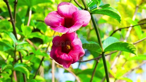 Allamanda Blanchetii Purple Allamanda Violet Allamanda Allamanda