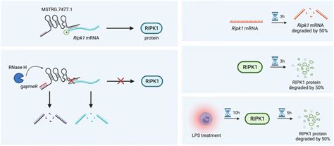 POST TRANSCRIPTIONAL CONTROL OF RIPK IN MACROPHAGE INFLAMMATION AND NECROPTOSIS Canadian