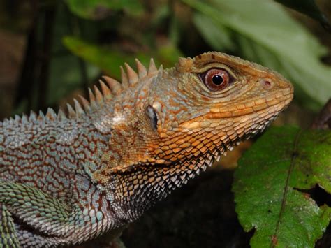 Nueva Especie De Lagartija Para La Ciencia Es Descubierta En El Ámbito
