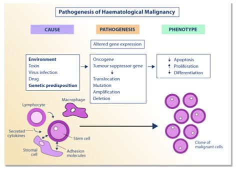 lecture 13 classification and basis of hematological malignancy