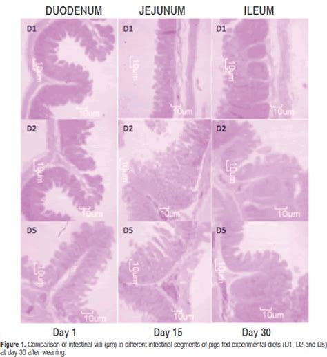 The Probiotic Enterococcus Faecium Modifies The Intestinal Morphometric Parameters In Weaning