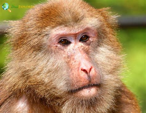 Tibetan Macaque Characteristics Macaca Thibetana Facts