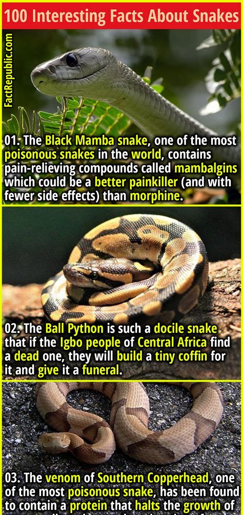 100 Interesting Facts About Snakes Artofit