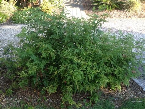 Raspberry Heritage Tree Rubus Idaeus