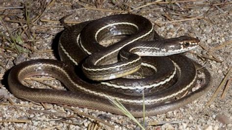 Chirrionera Rayada Guía de Serpientes de Baja California iNaturalist
