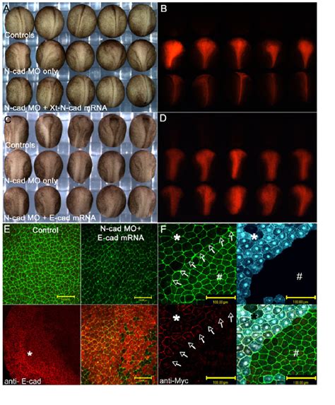 N And E Cadherin Cannot Replace Each Other In The Neural And Non Neural