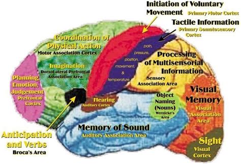 Brain Map News In Neuro Brain Mapping Neuroscience Music And The