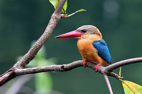 Kingfisher Wildlife Bird Wallpaper Coolwallpapersme