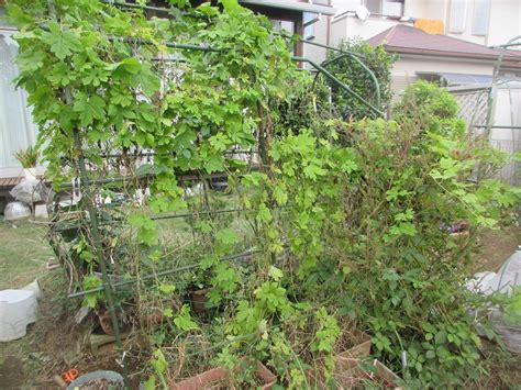 ゴーヤの撤収 ISAZY菜園