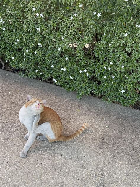 เทอ ชั้นเจอแมวใต้คอนโดอีกละ Ladapa Ratchataamonchot Facebook