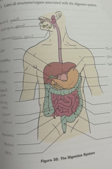 1 Label All Structures Organs Associated With StudyX