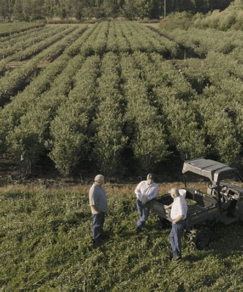 Expert Agricultural Advisory Services Enhance Your Agribusiness