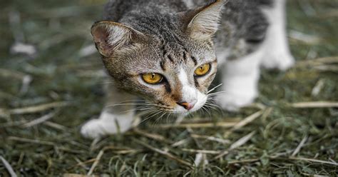 Recognize And Manage Cat Anxiety A Guide To Understanding Feline