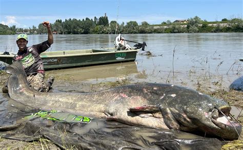 Monster Record Breaking Wels Catfish Caught In Italy Outdoorhub
