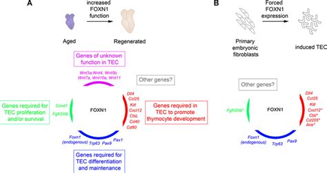 Foxn1 A Master Transcriptional Regulator Of Tec Gene Expression Foxn1