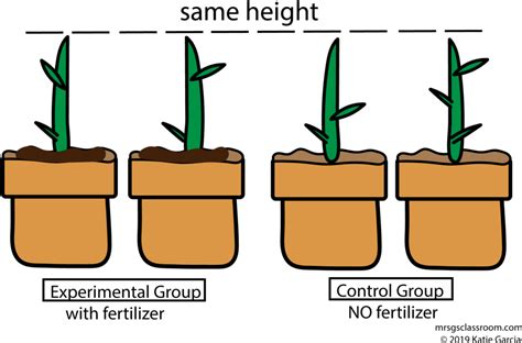 Plant With Fertilizer And Plant Without Fertilizer Clipart Full Size