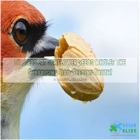 Do Birds Eat Sunflower Seeds Whole The Surprising Bird Feeding Truth