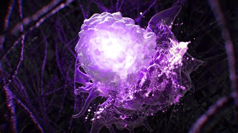 Neuroimmunology Unlocks The Mysteries Of The Brain