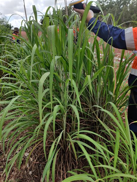 Seg Gamba Grass Instance Segmentation Dataset And Pre Trained Model By