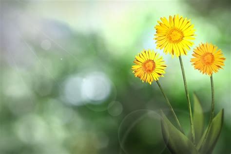 아름 다운 라이브 데이지 또는 자연 잎과 하늘에 왼쪽에 비어와 카밀레 Bokeh 배경 흐리게 꽃 봄 또는 여름 꽃의 개념 0명에