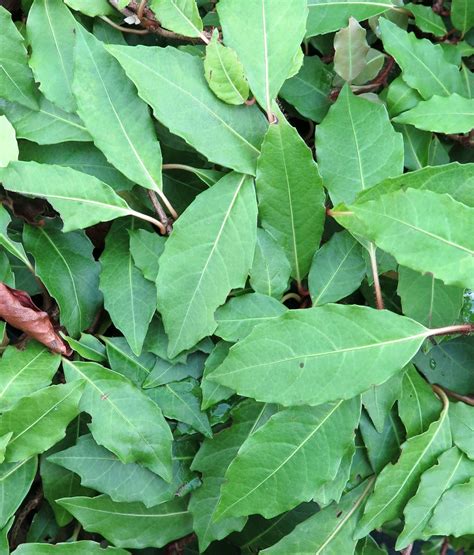 Hydrangea Integrifolia Trees And Shrubs Online