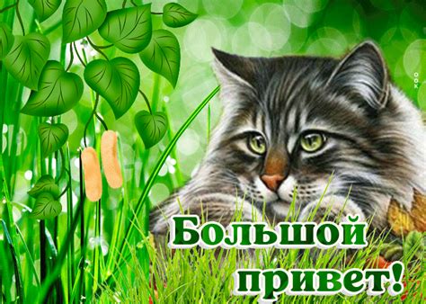 Отличная открытка Большой привет с котиком Скачать бесплатно на