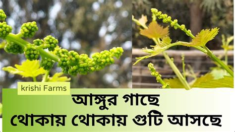 আঙ্গুর গাছের গ্রাফটিং থেকে চারা তৈরি এখন সেই গাছে থোকায় থোকায় আঙুরের