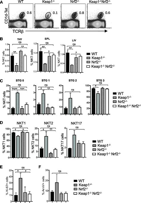 Nrf2 Deficiency In Keap1 À À Mice Restores Nkt Cell Development A