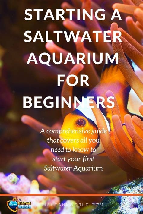 Starting A Saltwater Aquarium For Beginners A Comprehensive Guide With