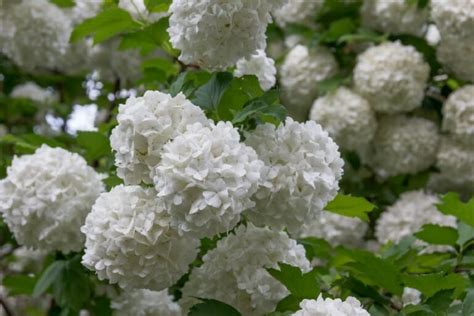 25 Longest Blooming Trees And Shrubs For Your Garden • Tasteandcraze