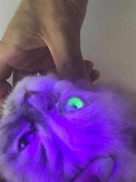 Dr Muhammad Zaryab On Linkedin This Cat Come Today Soul Veterinary