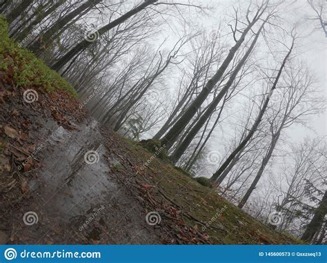 Bosque Del Paisaje Del Desierto Con Los Rboles Y Musgo En Rocas Imagen